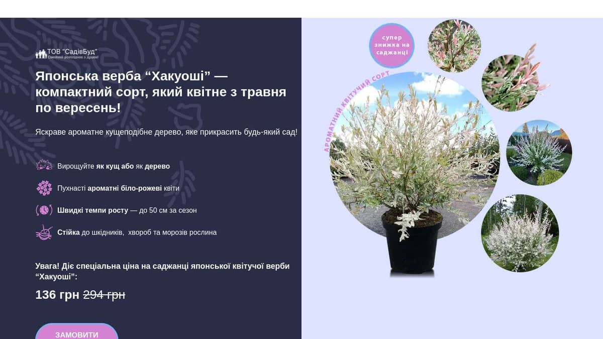 Японська верба Хакуоші Квітуча красуня на вашому дворі